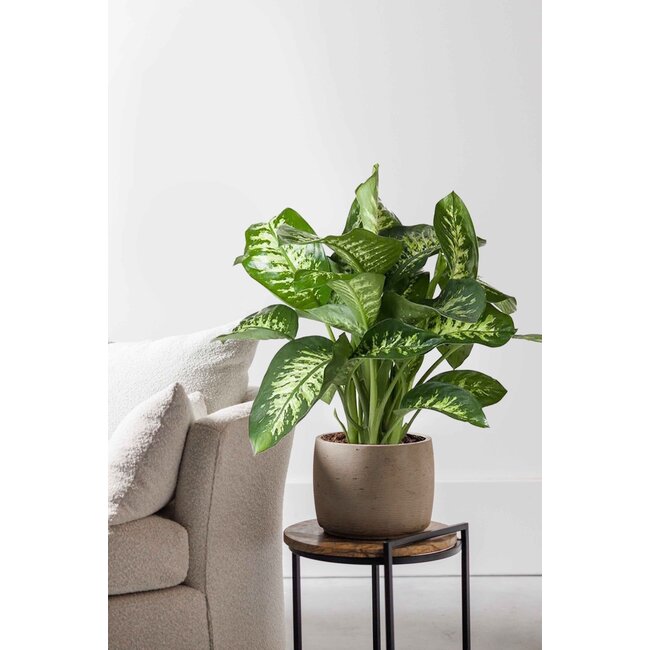 Acheter Dieffenbachia Maroba | Qualité supérieure - www.fleurdirect.fr