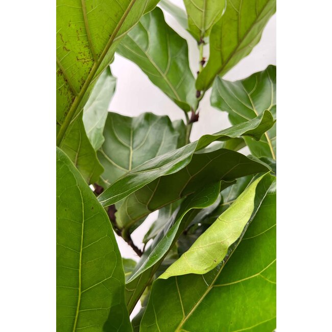 Acheter Ficus lyrata branchée | Qualité supérieure - www.fleurdirect.fr