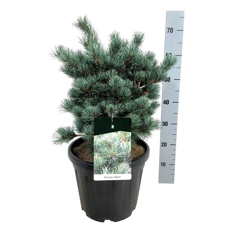 Pin Pinus Negishi | Livraison rapide | Fleurdirect - www.fleurdirect.fr
