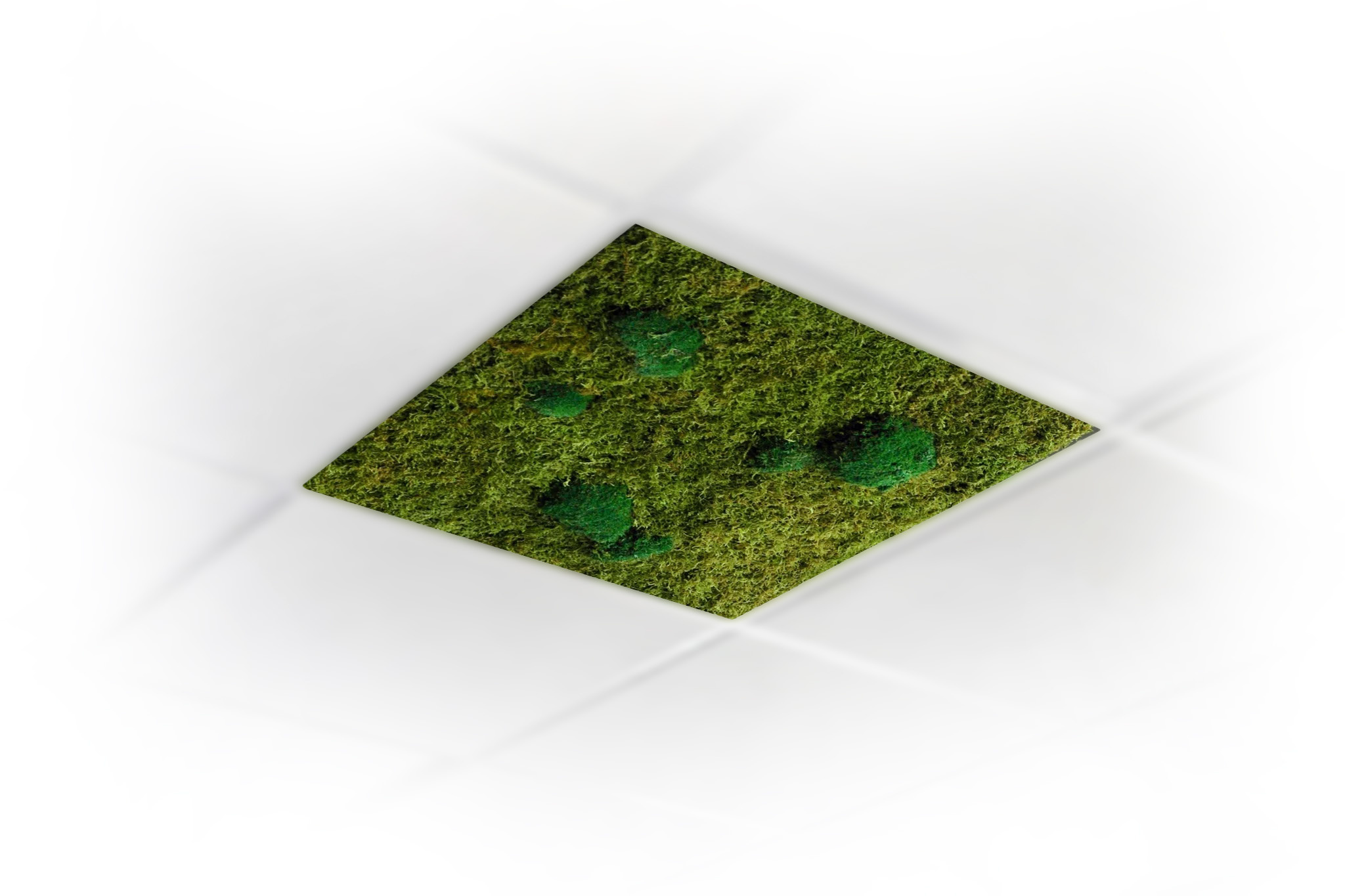 Moosobjekt.de | Die schönsten und billigsten Moosbilder - Moosobjekt.de