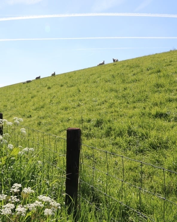 Delta 1 | Dijken - Innogreen