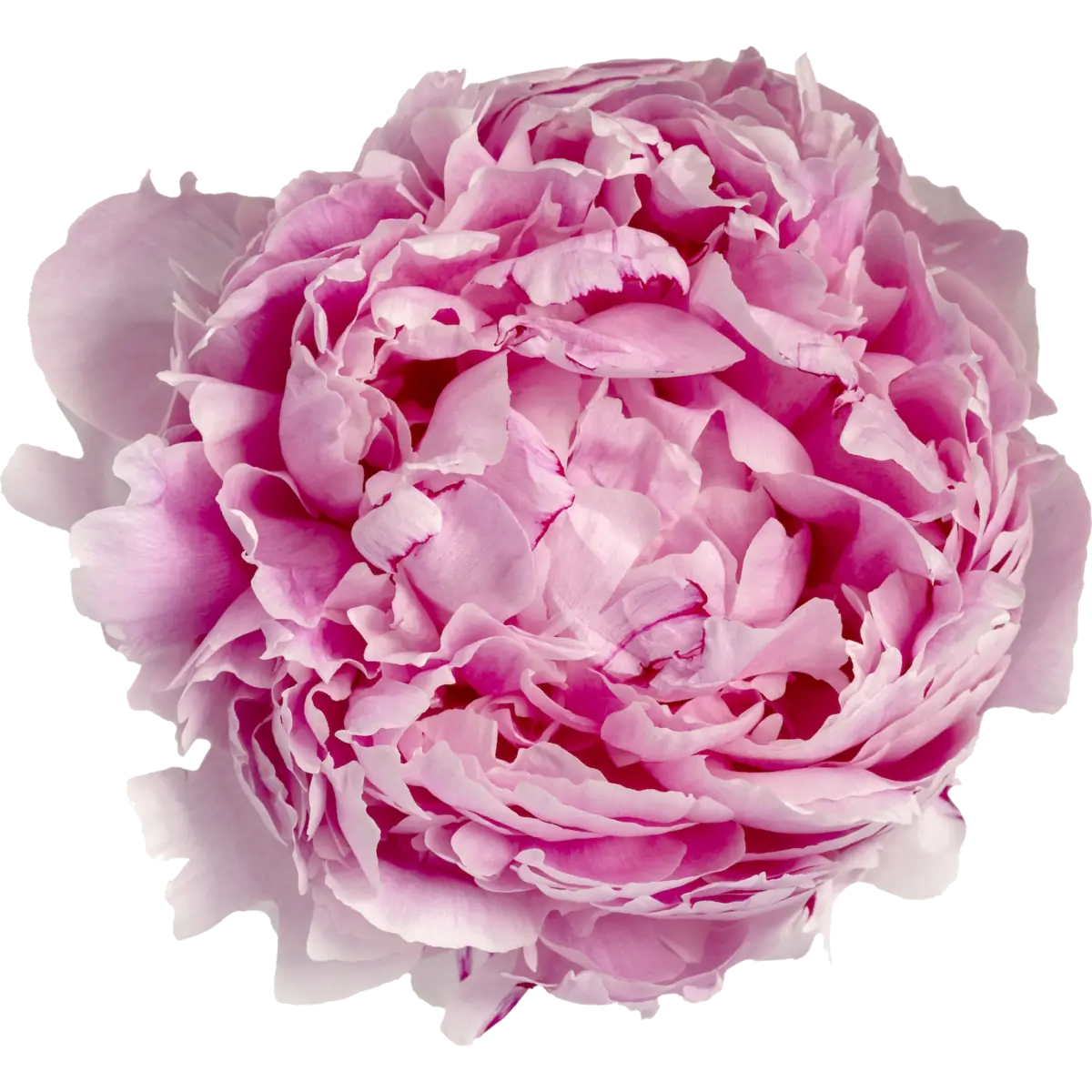 Roze pioenrozen "Sarah Bernhardt" | Per bos van 10 pioenrozen te ...