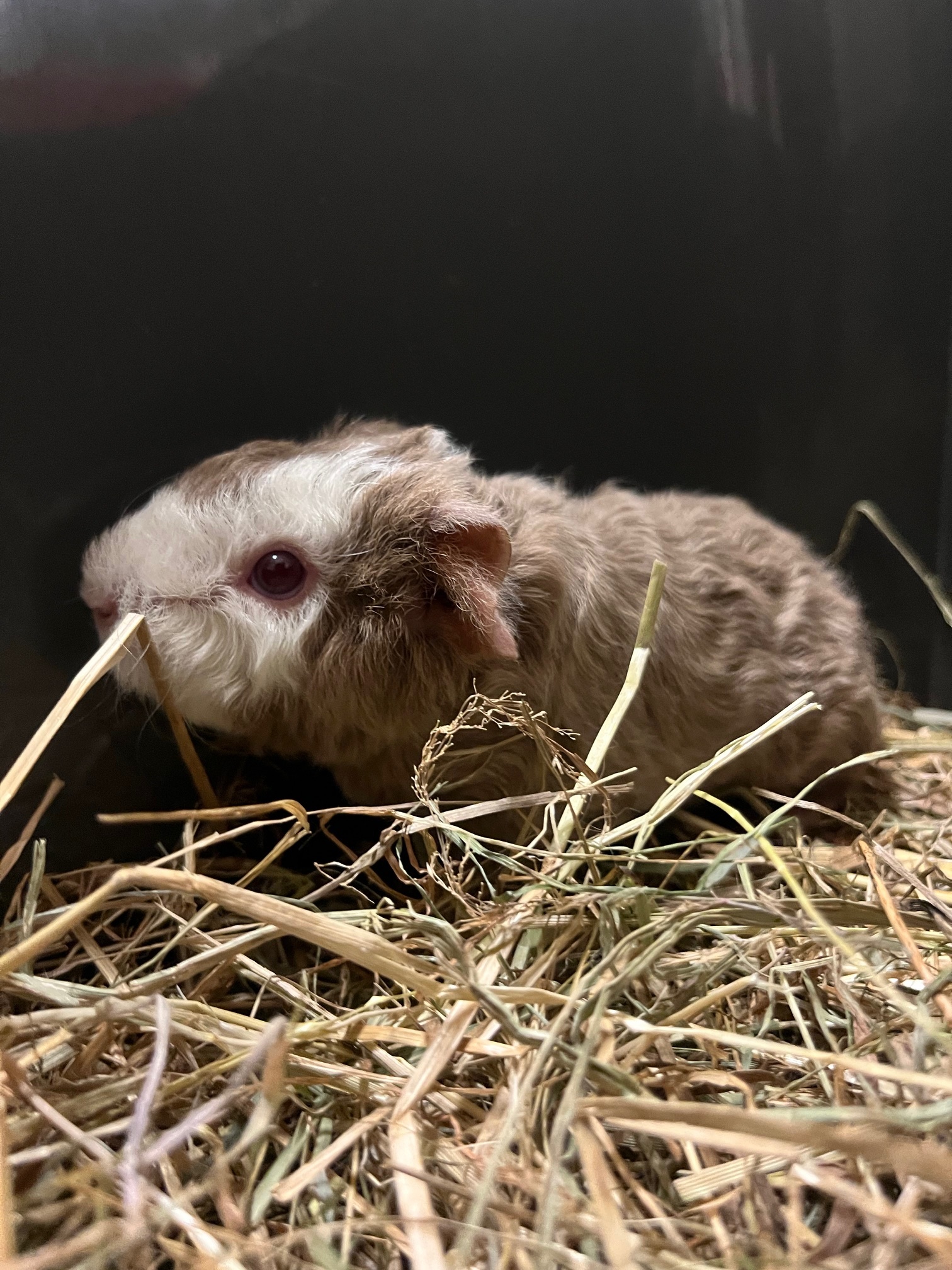 Cavia US-Teddy vrouw 0023 - Barneys Barn
