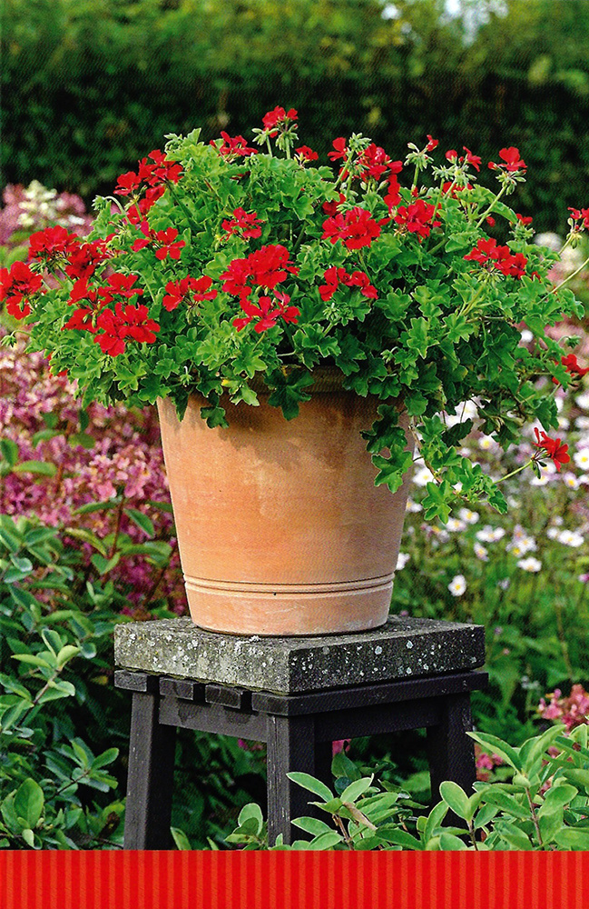 'Universal' Greeting Card - Leonidas Online Shop Gistel (BE)