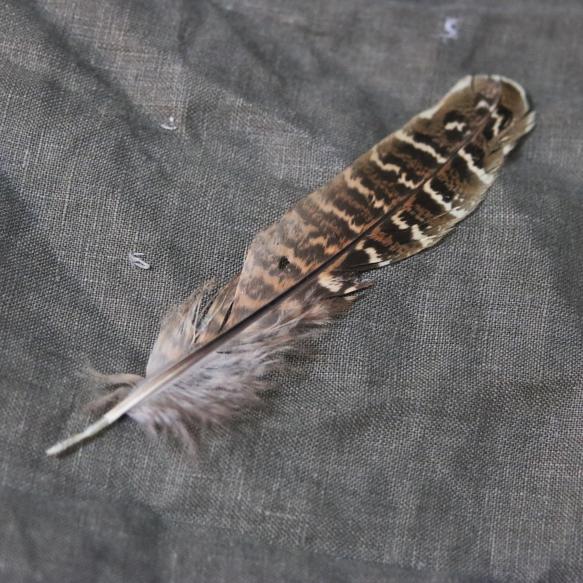 Pheasant feather, 10-18 cm - CelticWebMerchant.co.uk