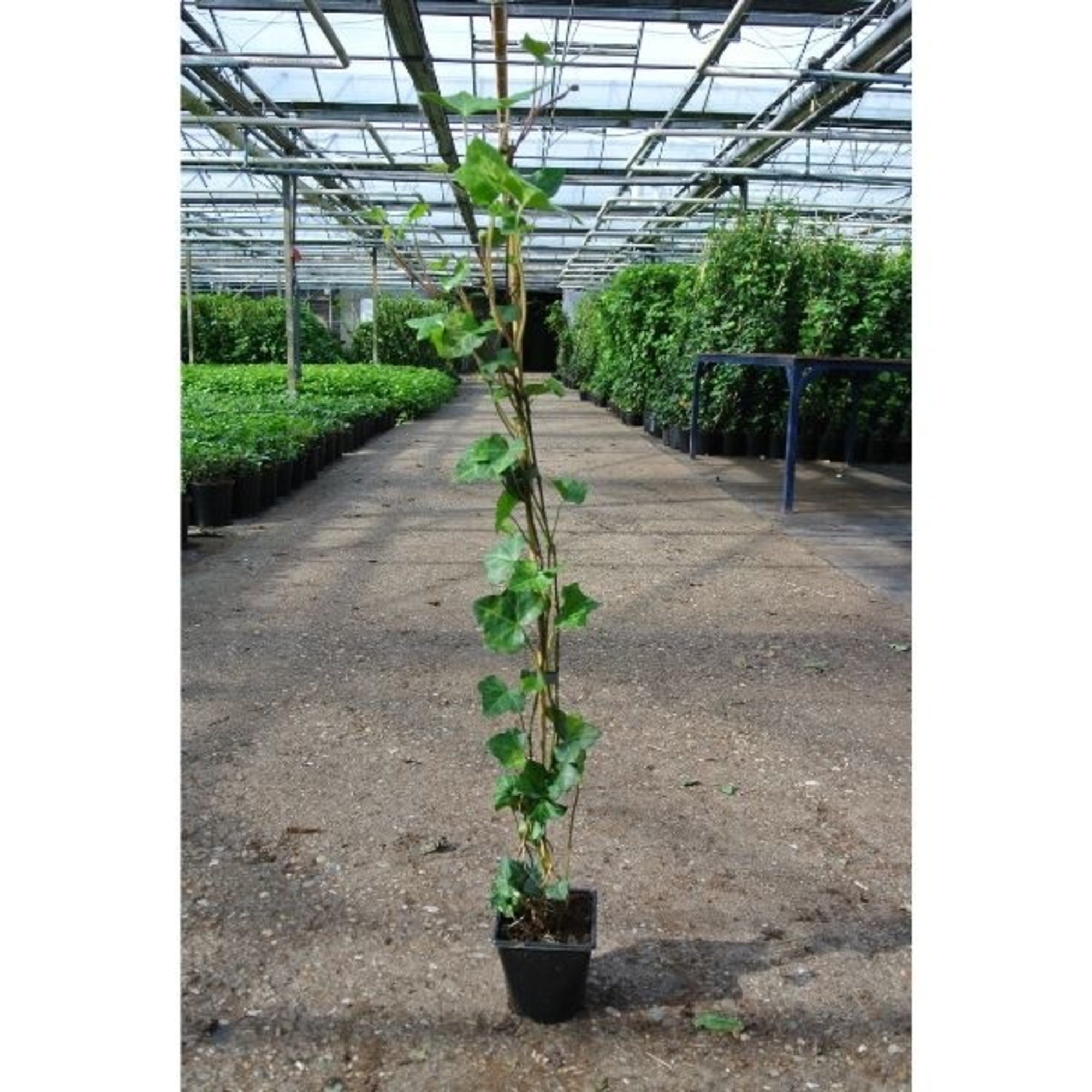 Klimop plant voor een Klimophaag en snel in Huis? - MijnHedera.nl