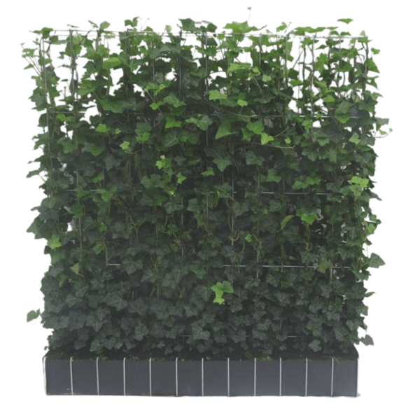 Hedera kopen? Bekijk het ruime assortiment bij - MijnHedera.nl