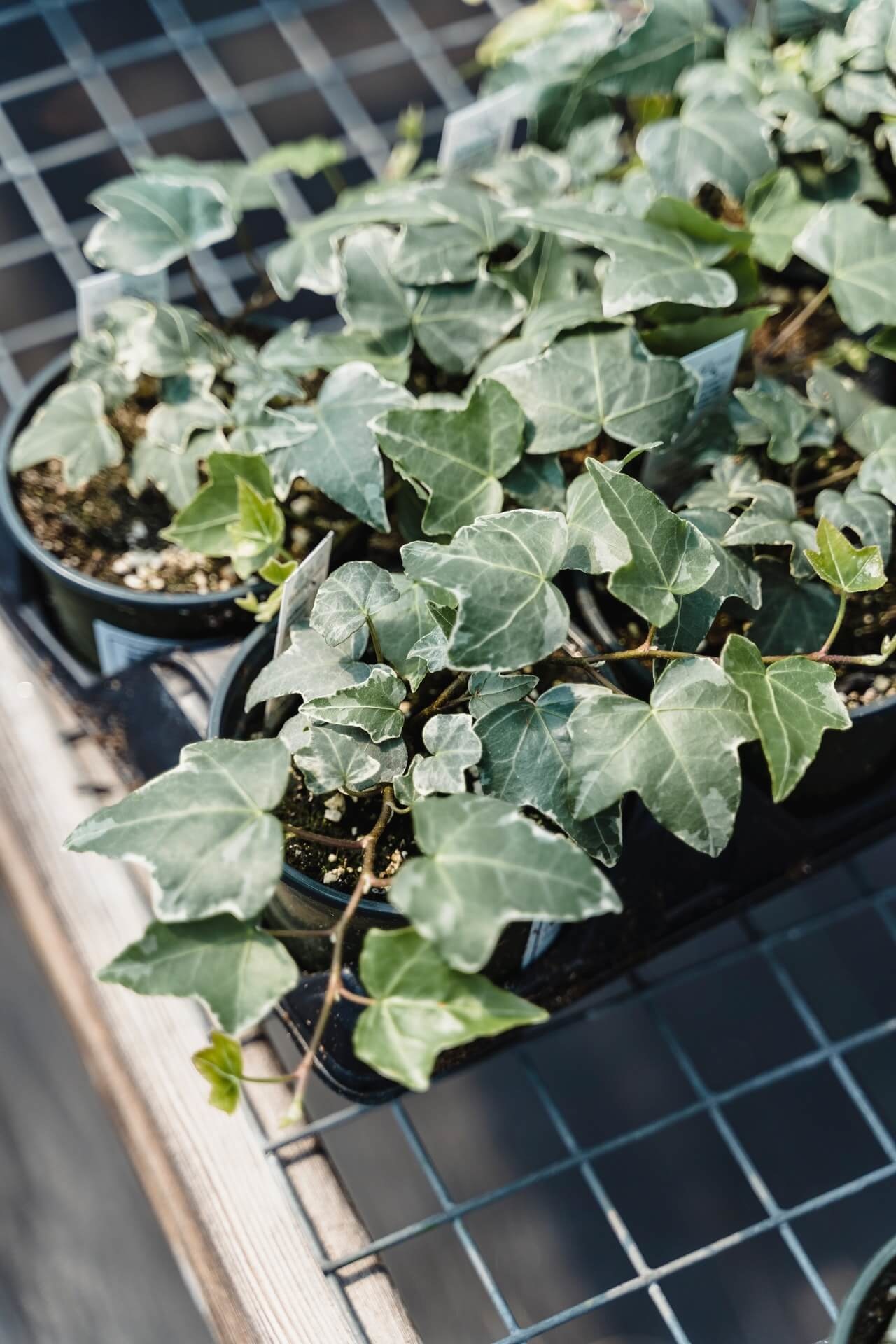 Hedera verzorging: alle do’s en don’ts op een rij - MijnHedera.nl