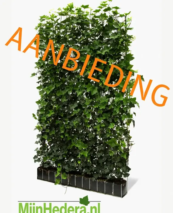 Kant en klaar Hedera scherm kopen - MijnHedera