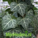 Hedera Helix online kopen? | Direct uit de kwekerij - MijnHedera.nl