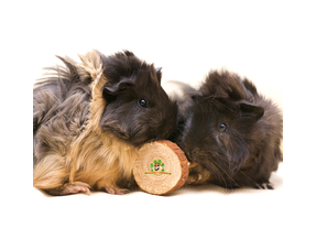 Alles voor uw Cavia in de Cavia Webshop! | DRD Knaagdierwinkel