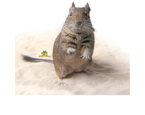 Everything for your Degu! | DRD Knaagdierwinkel