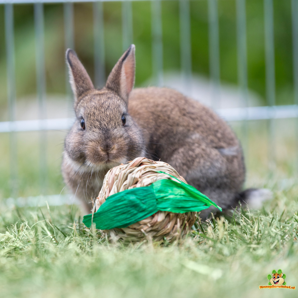 Grass Toy | DRD Knaagdierwinkel®