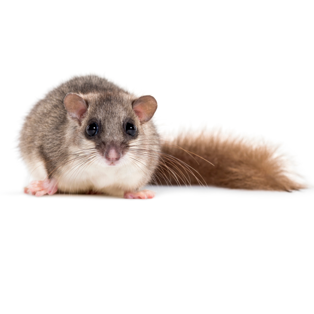 Dormouse information | DRD Knaagdierwinkel®