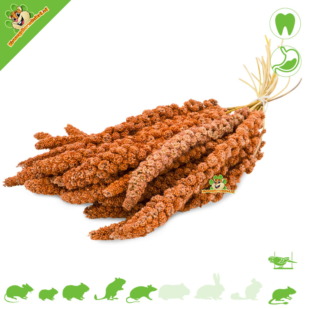 Millet spray Red | DRD Knaagdierwinkel®