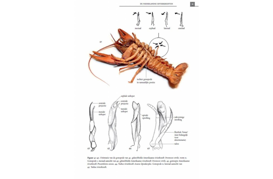 De Nederlandse Rivierkreeften (Astacoidea en Parastacoidea) - Veldshop.nl