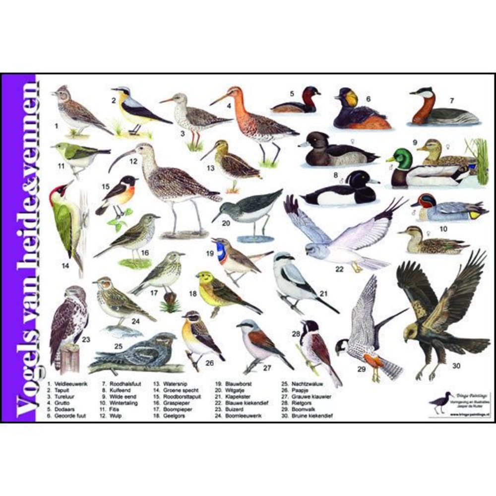 Wild Bird Identification Identifying Garden Birds | BBC Gardeners