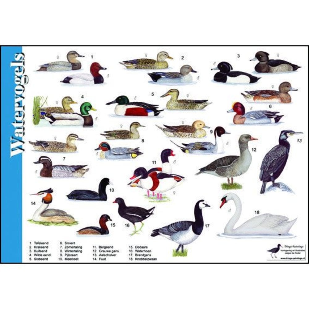 Identification Card Waterfowl - Veldshop