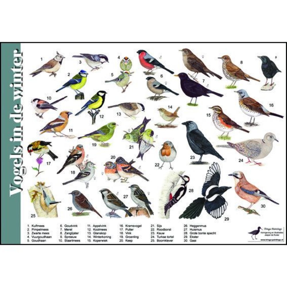 Identification Card Birds in Winter - Veldshop