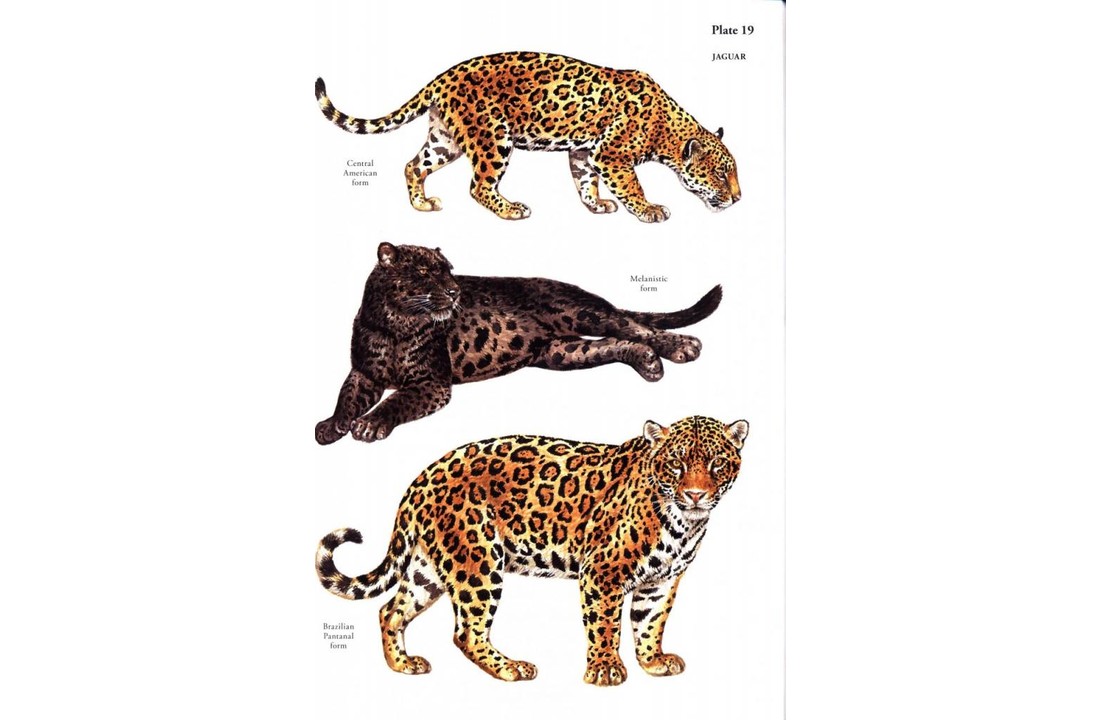 Field Guide to the Carnivores of the World - Veldshop.nl