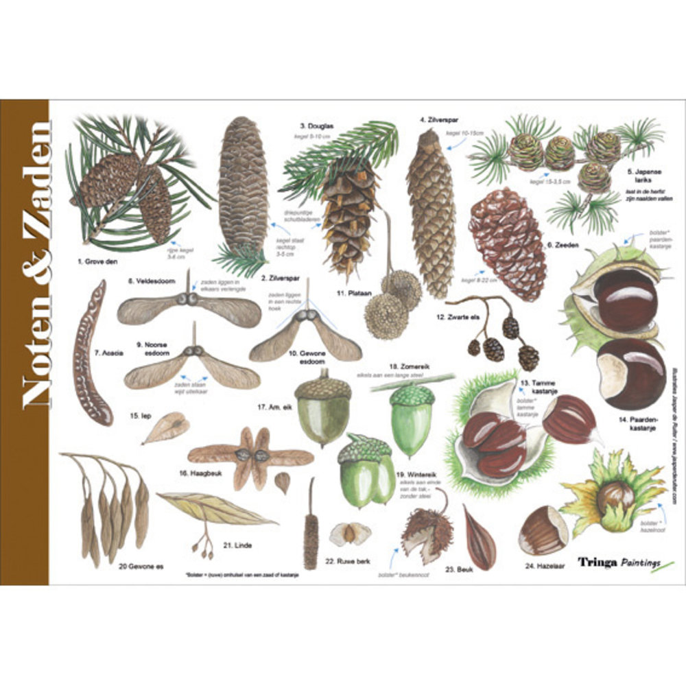 Identification Card Nuts, Seeds and Fruits - Veldshop