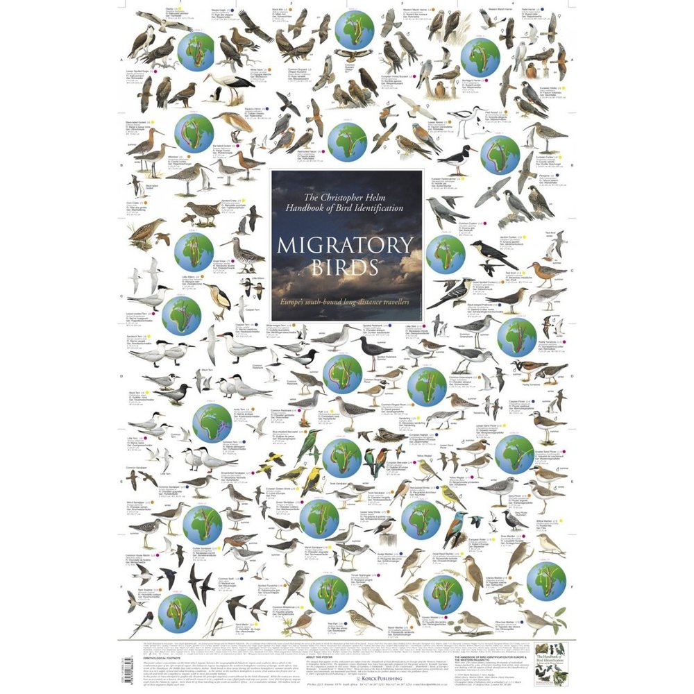 Migratory Birds Poster - British Isles & Europe - Veldshop