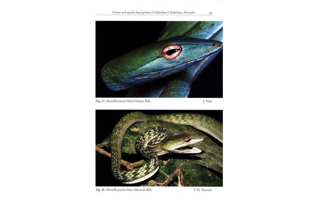 The Snakes of Java, Bali and Surrounding Islands - Veldshop.nl