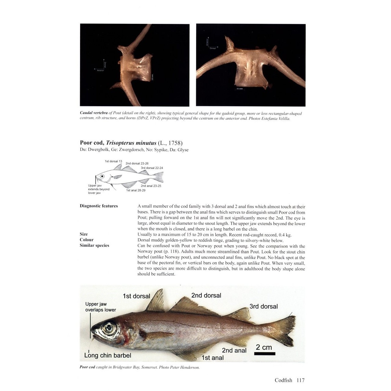 North Sea Fish and their Remains