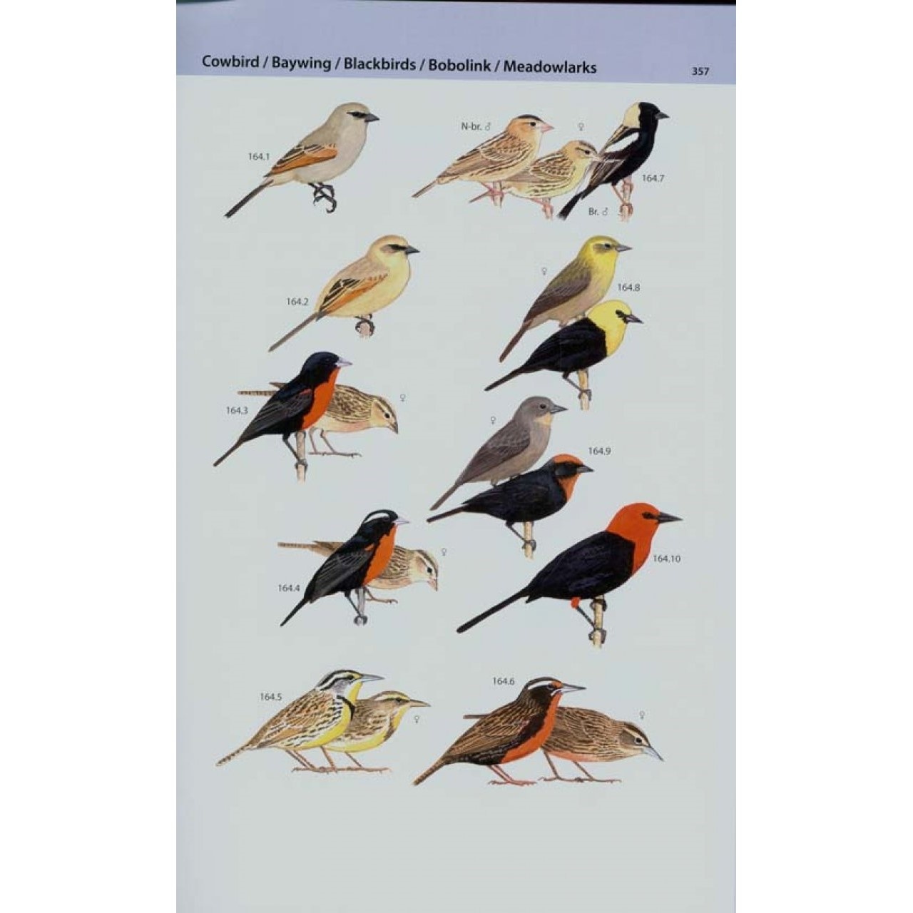 A Field Guide to the Birds of Brazil