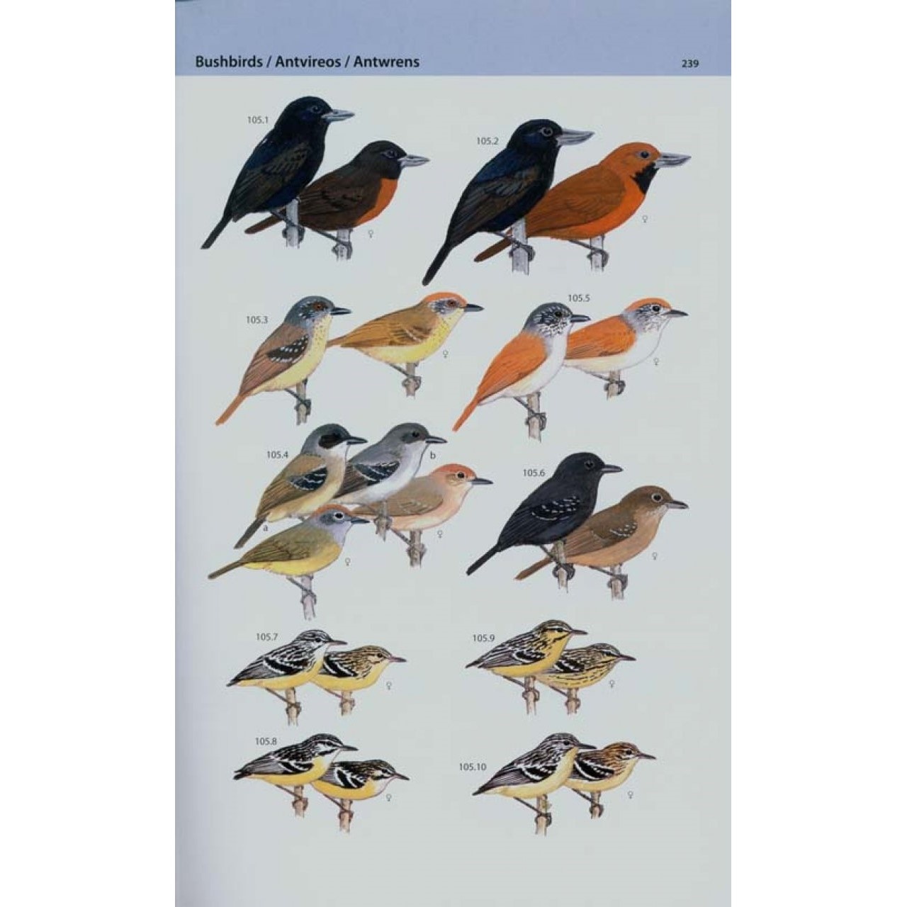 A Field Guide to the Birds of Brazil