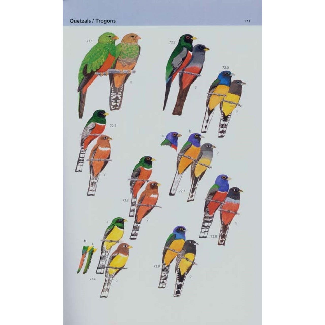 A Field Guide to the Birds of Brazil