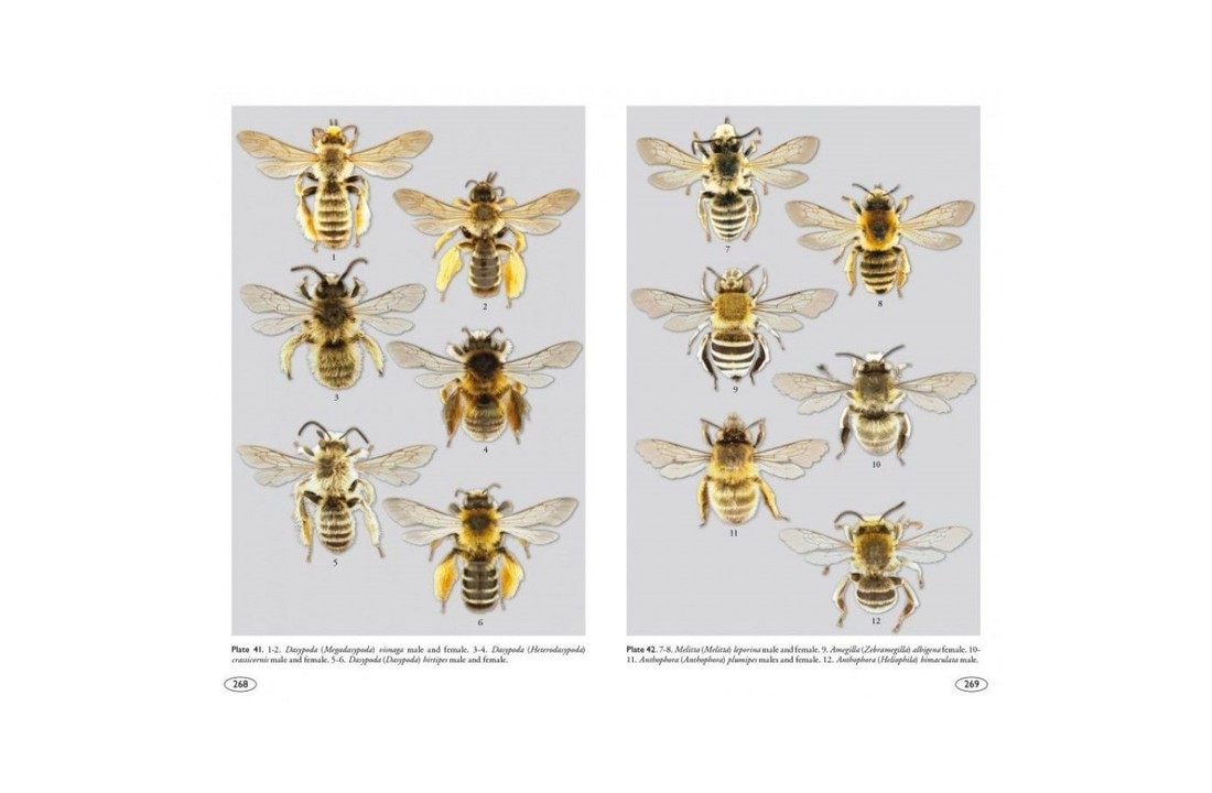 Bees of Europe - Veldshop.nl