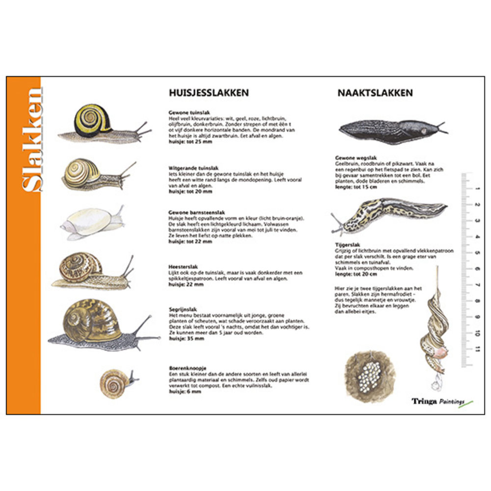 Identification Card Snails - Veldshop