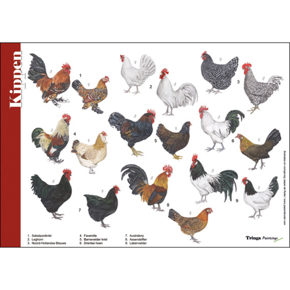 Identification Card Chickens Veldshop