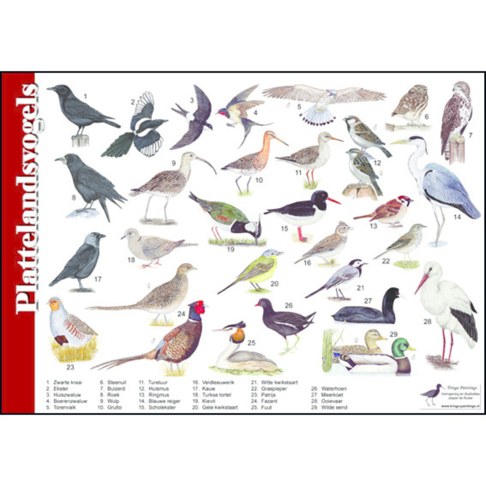 Identification Card Countryside Birds - Veldshop.nl
