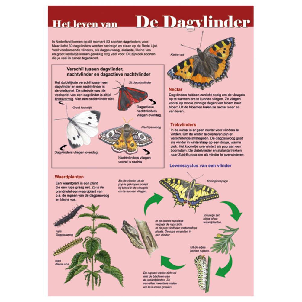 Edukaart Het leven van de Dagvlinder - Veldshop