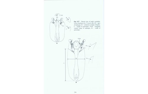 Vespine Wasps of the World - Behaviour, Ecology & Taxonomy of the Vespinae