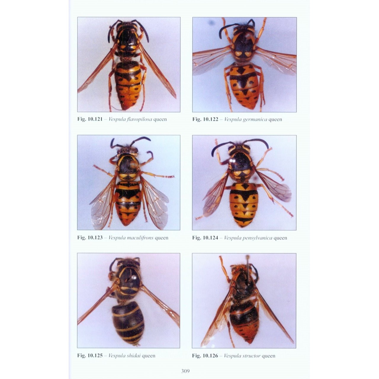 Vespine Wasps of the World - Behaviour, Ecology & Taxonomy of the Vespinae