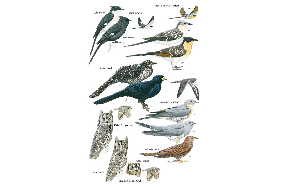 Birds of the United Arab Emirates - Veldshop.nl