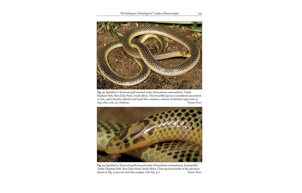 The African and Middle Eastern Burrowing Asps (Atractaspis spp ...