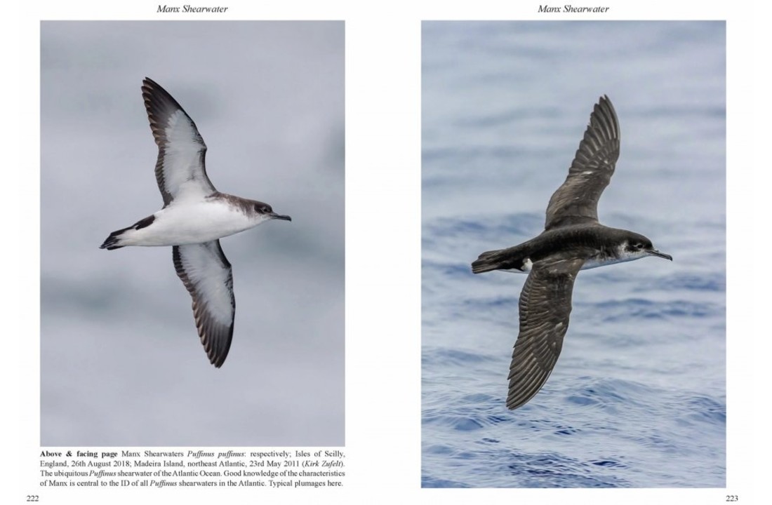 Multimedia Identification Guide to North Atlantic Seabirds: Shearwaters ...