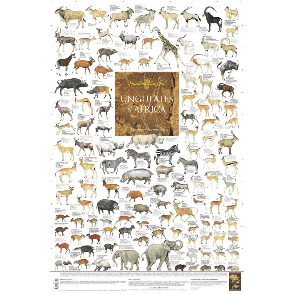 Hoefdieren van Afrika Poster - Veldshop
