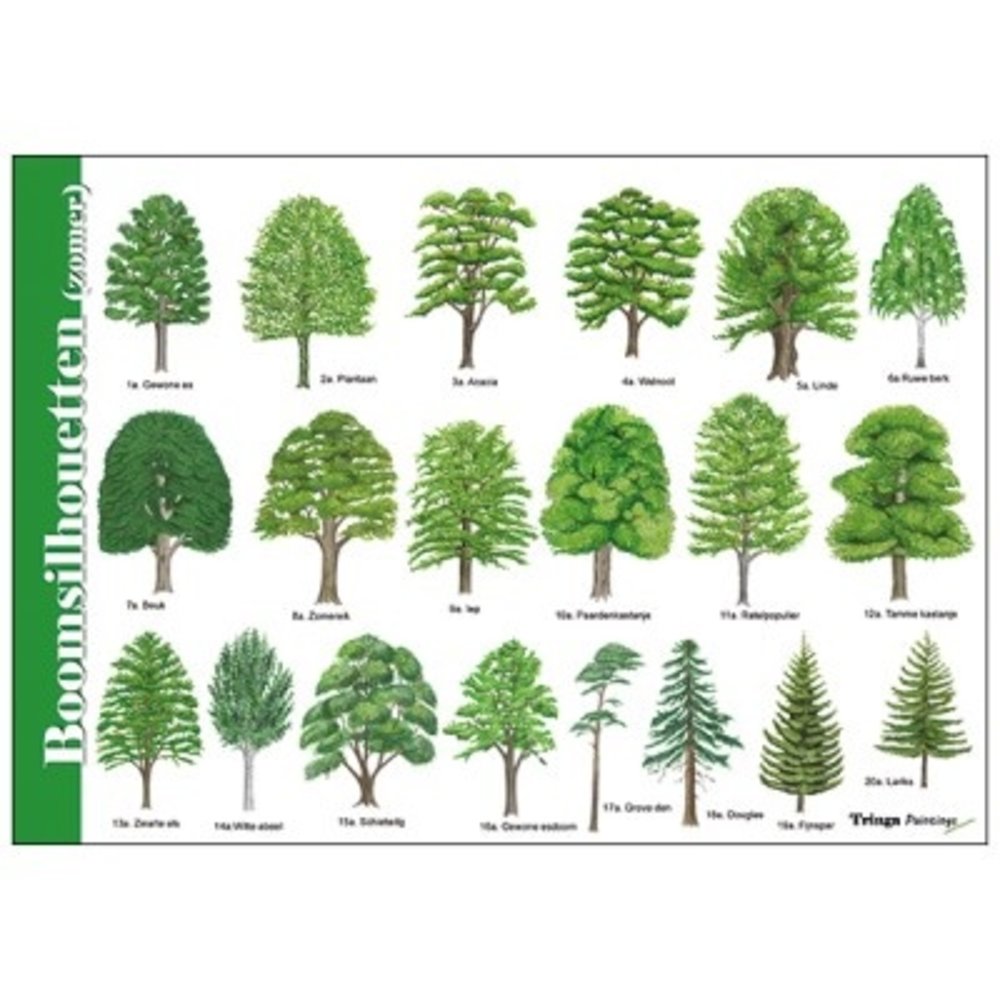 Recognition Card Tree Silhouettes - Veldshop.nl