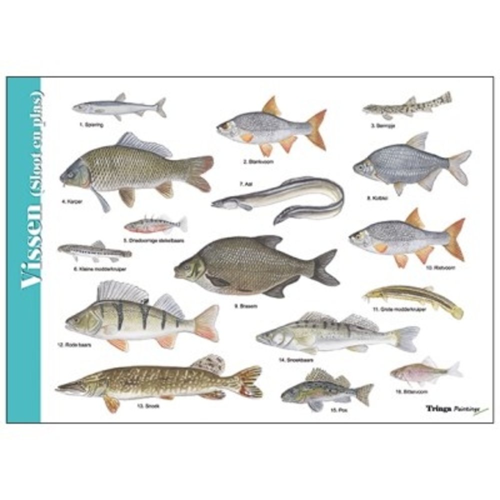 Identification Card Fishes (ditch and puddles) - Veldshop