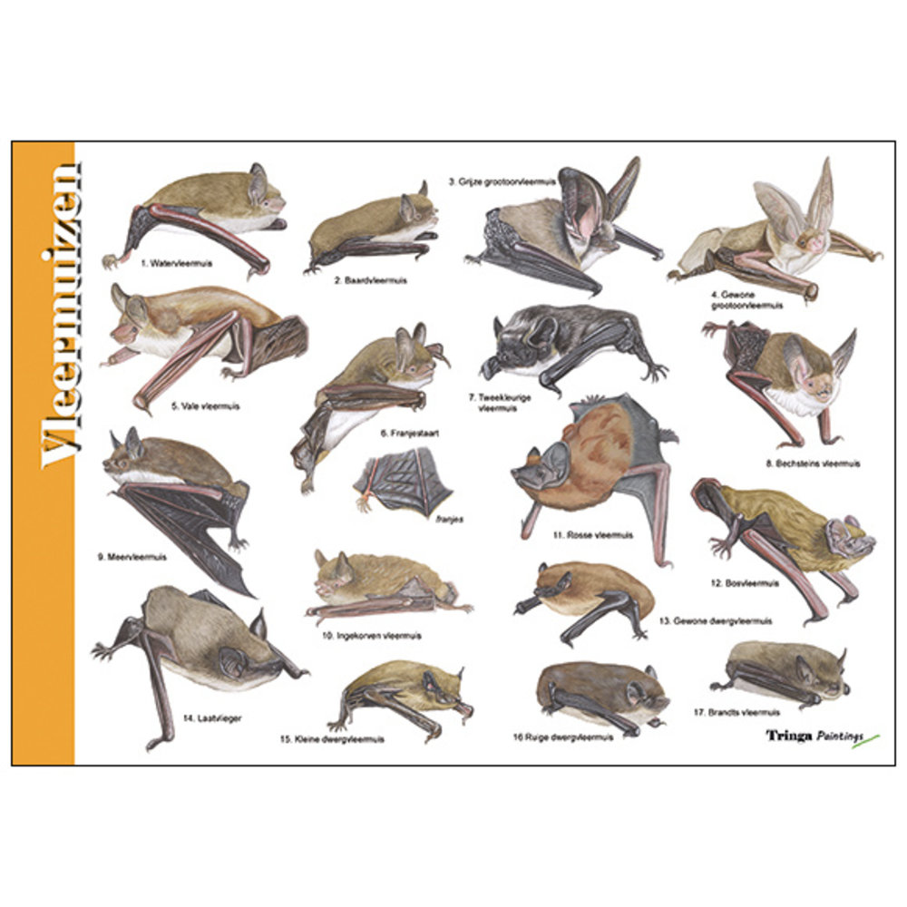 Identification Card Bats - Veldshop