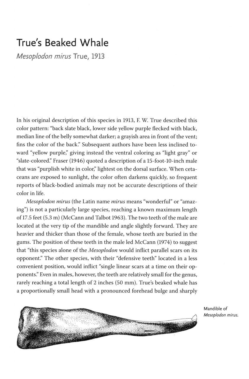 Beaked Whales - Veldshop