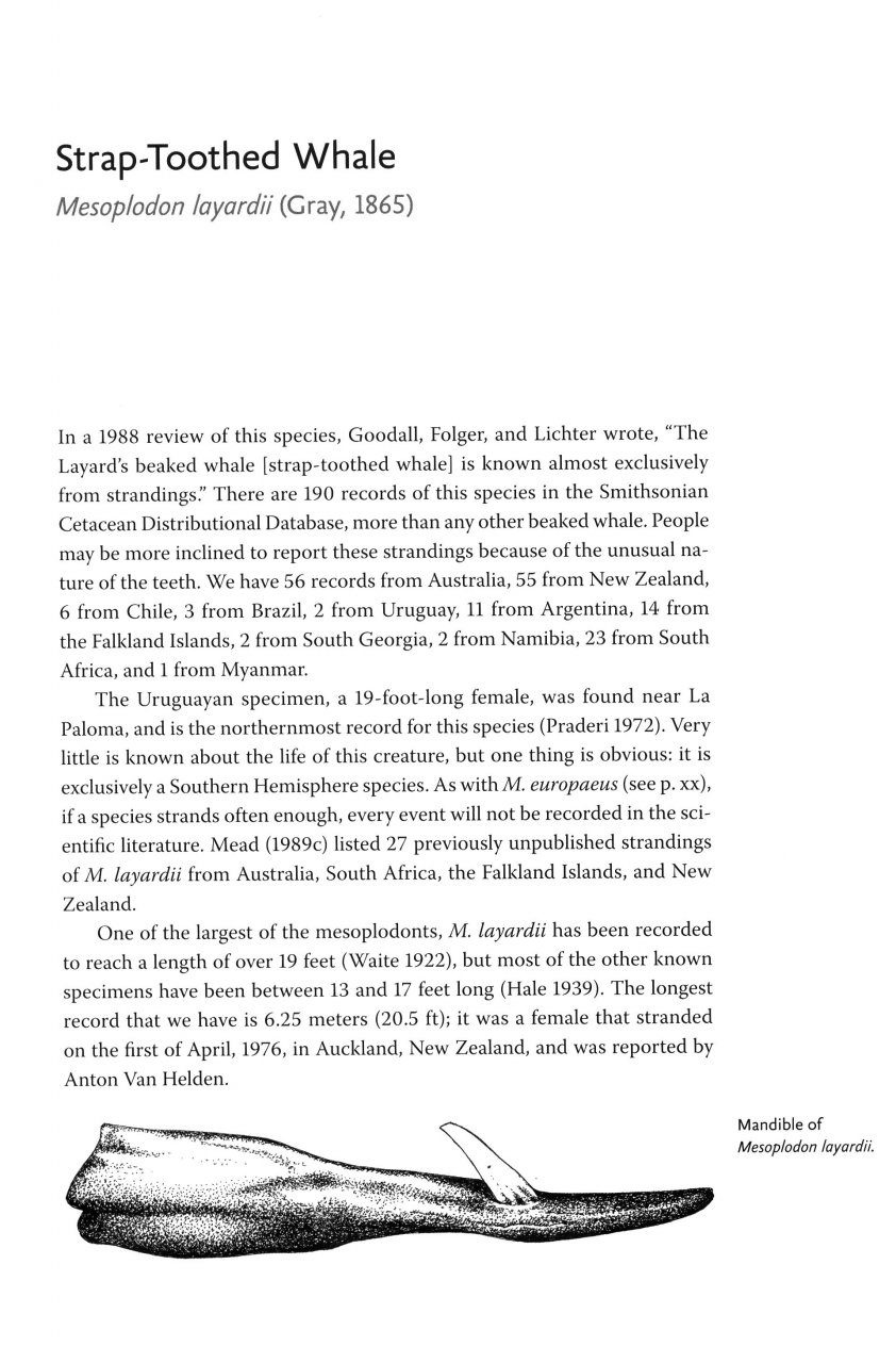 Beaked Whales - Veldshop