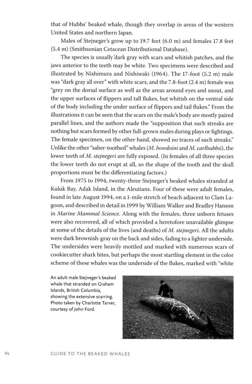 Beaked Whales - Veldshop