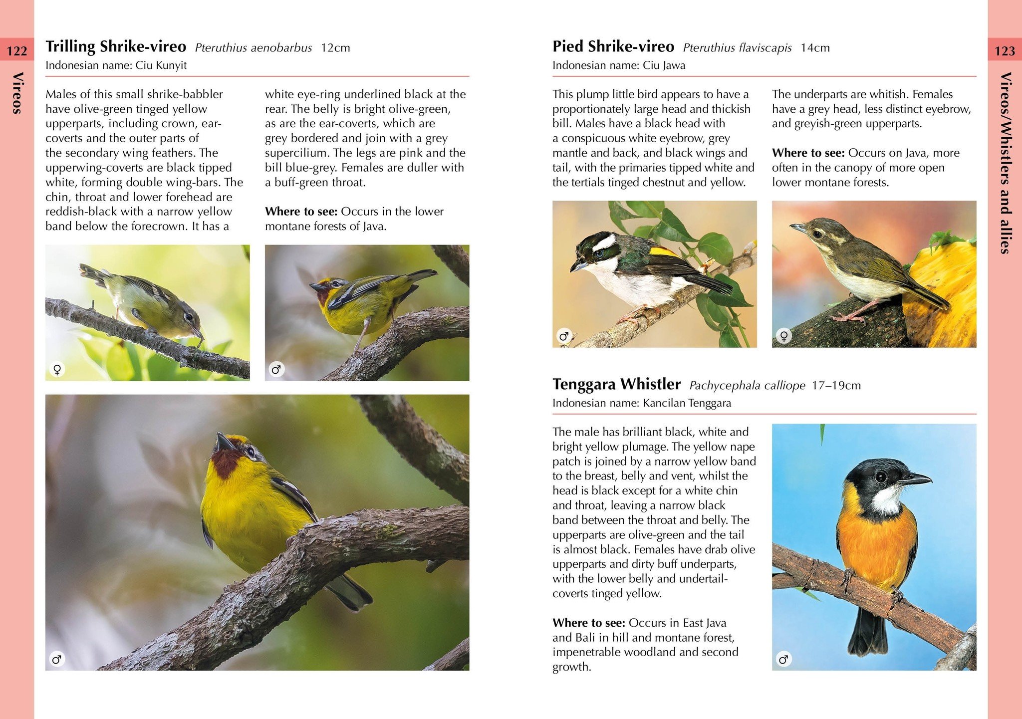 Birds of Bali, Sumatra and Java - Veldshop