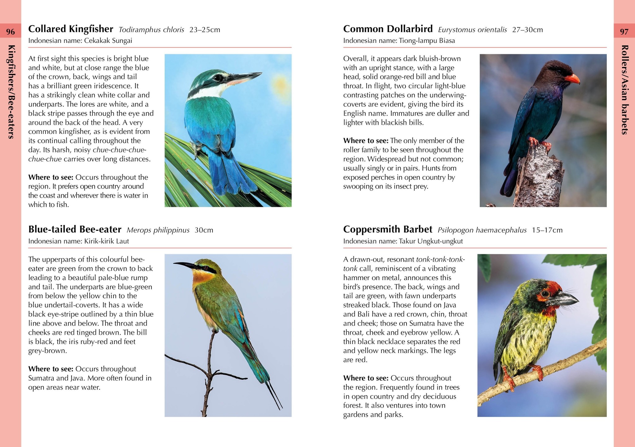 Birds of Bali, Sumatra and Java - Veldshop